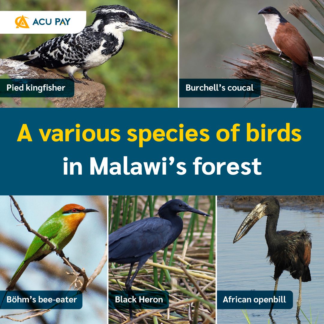A various species of birds in Malawi’s forest - ACU MWK